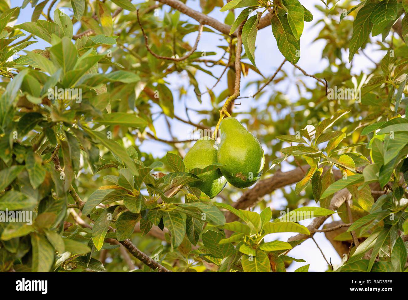 Avocado tree, Persea americana, with fruit Stock Photo - Alamy