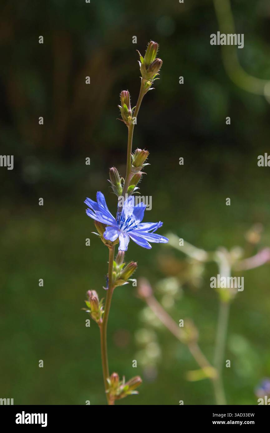 Common chicory, Cichorium intybus, flowering Stock Photo - Alamy