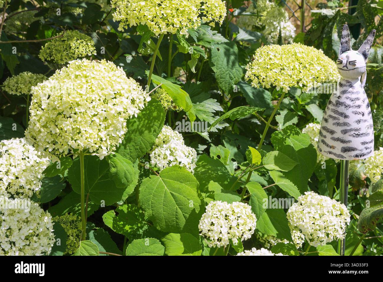 Snowball hydrangea, Hydrangea arborescens Grandiflora, shrub hydrangea ...