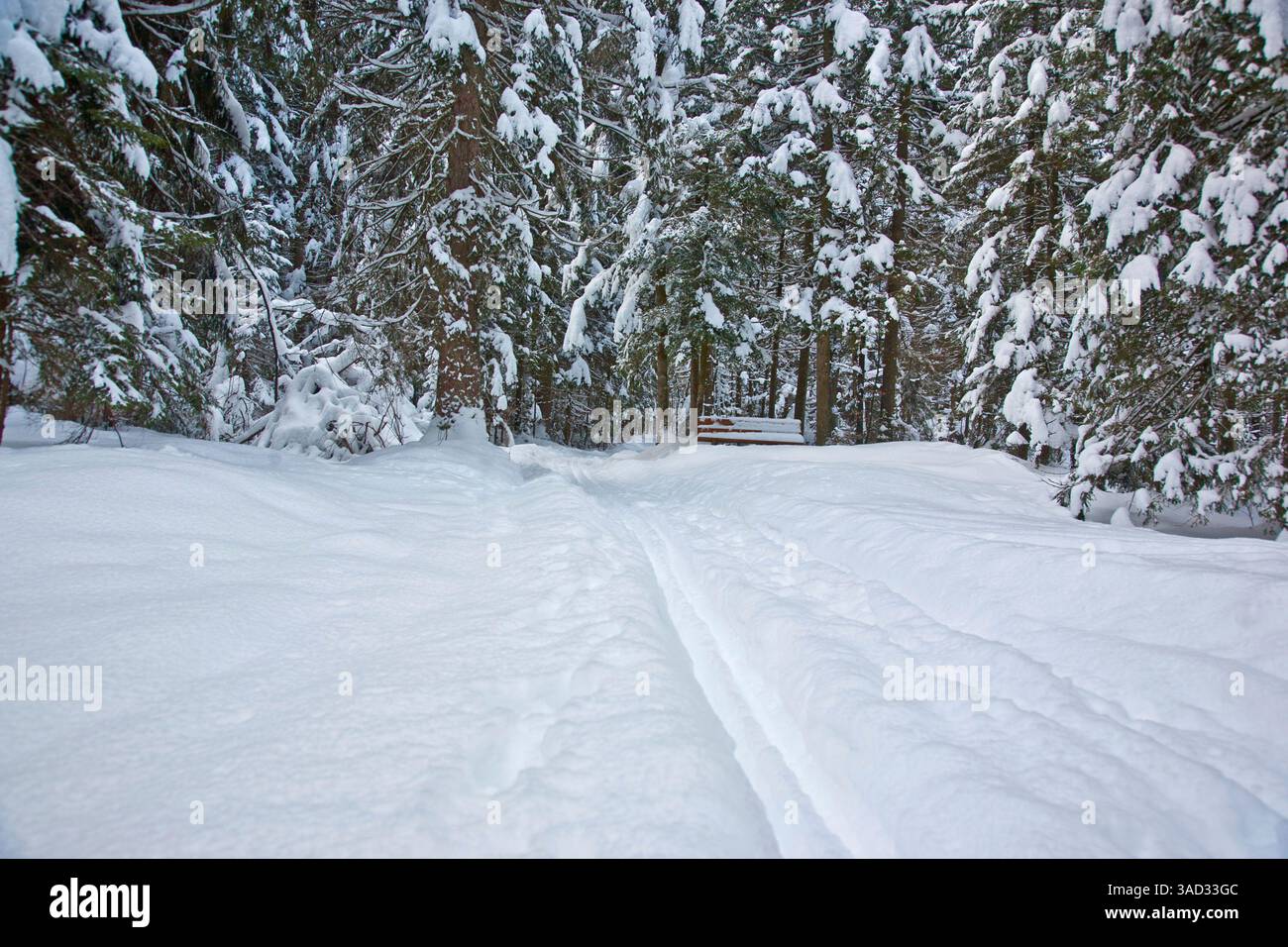 Aurach fairytale forest hi-res stock photography and images - Alamy