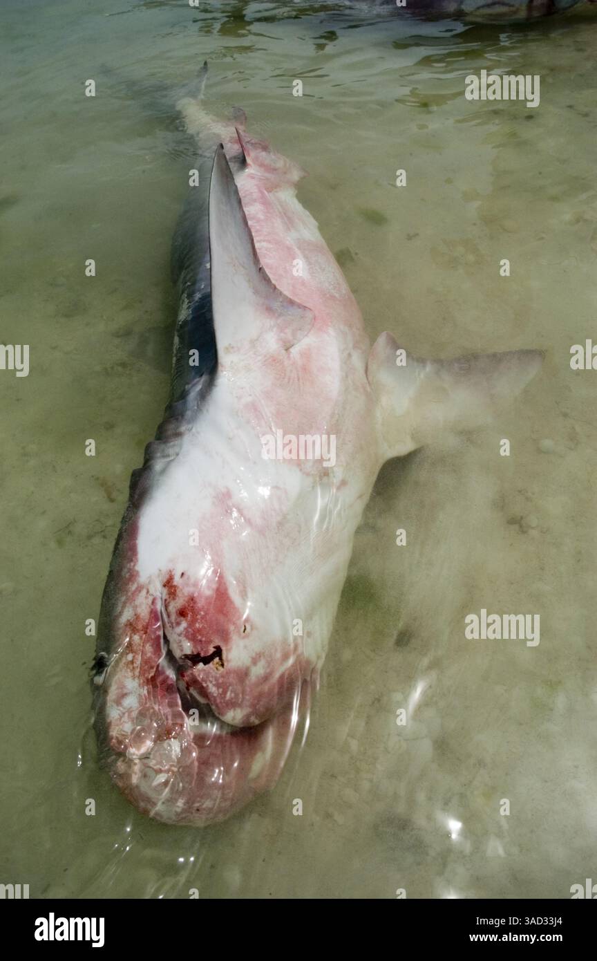 July 22, 2006 - The bloody carcasss of a longlined dead Tiger Shark ...