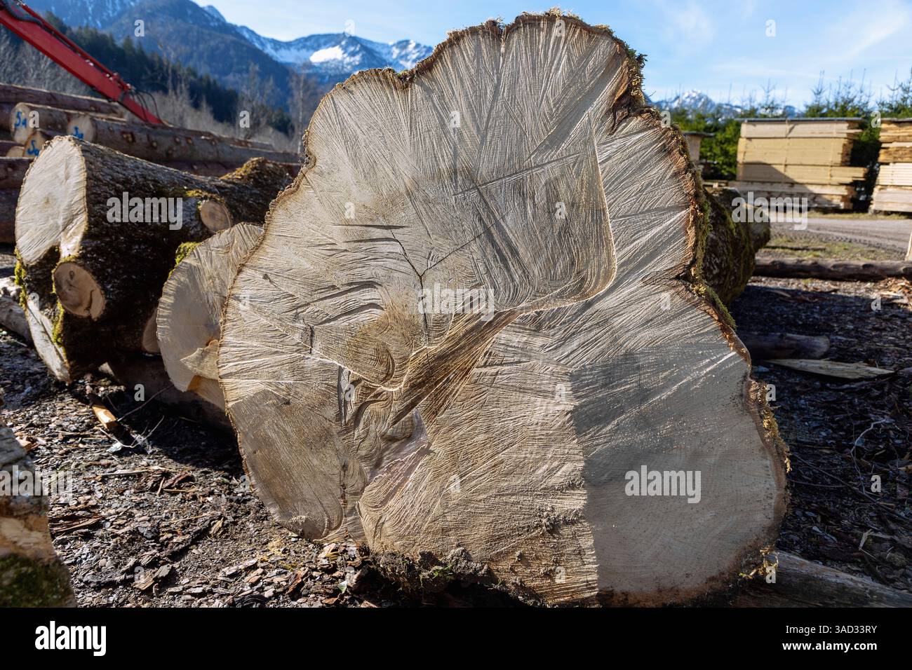 Tree trunks with saw marks and wood grain in a sawmill near Fischbachau ...
