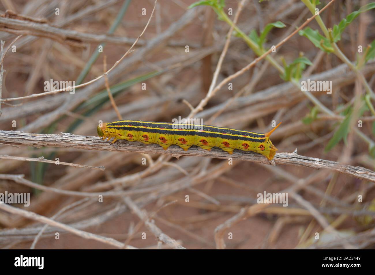 White-lined Sphinx Moth Caterpillar Hyles Lineata Insect Stock Photo ...