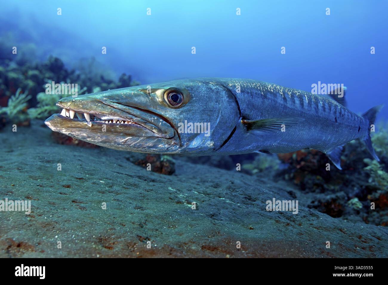 Underwater photo close-up of large specimen of Great barracuda (Sphyraena barracuda) predator ...