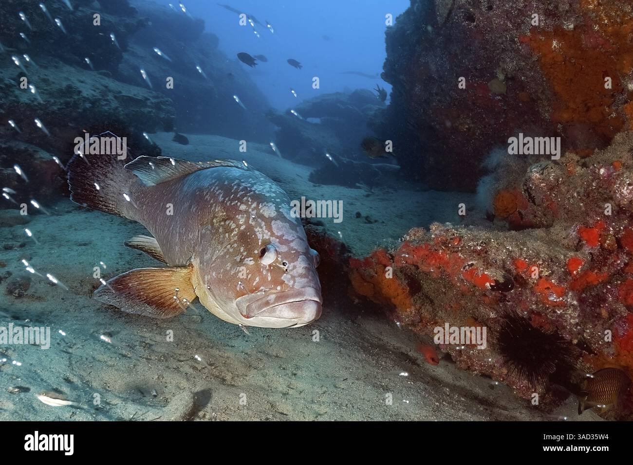 Grouper on seabed in underwater hi-res stock photography and images - Alamy