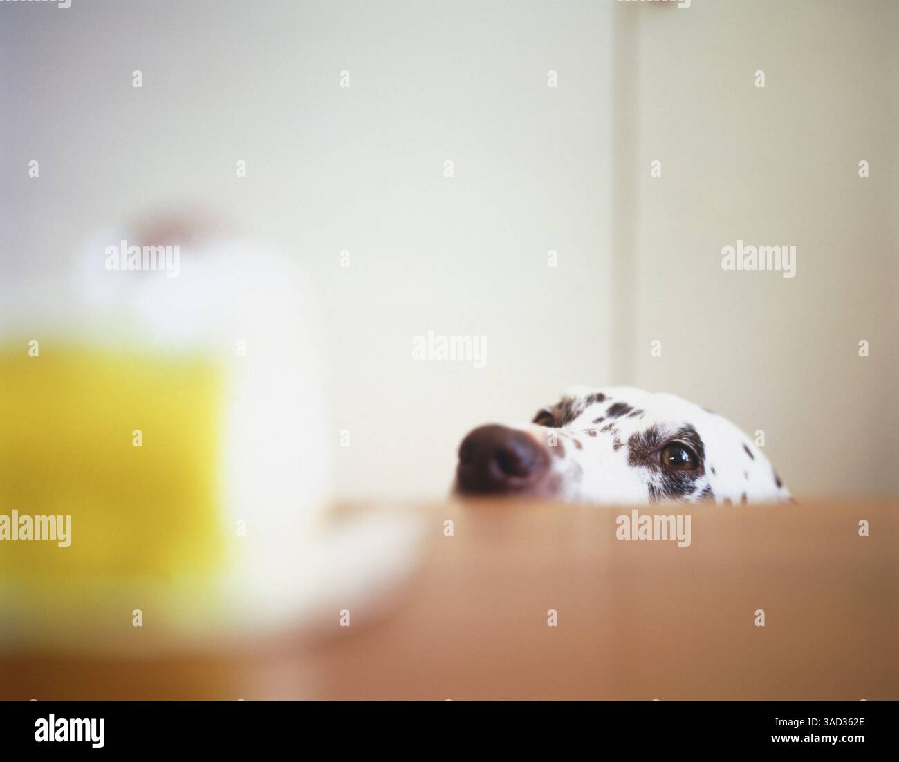 Dog looking over edge of a table at cake Stock Photo - Alamy