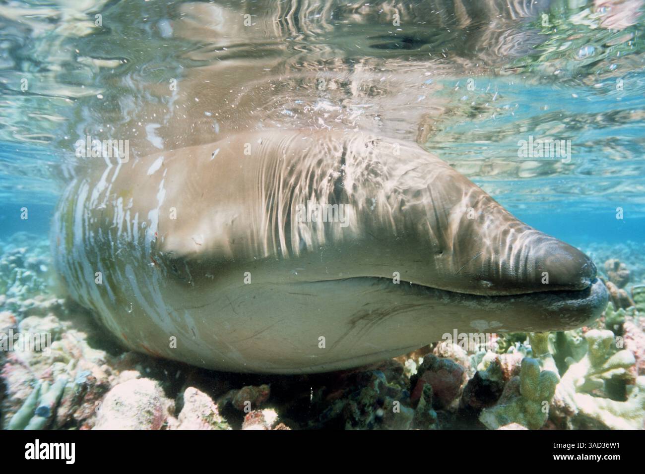 June 14, 2005 - Beaked Whale stranded on coral reef during low tide ...