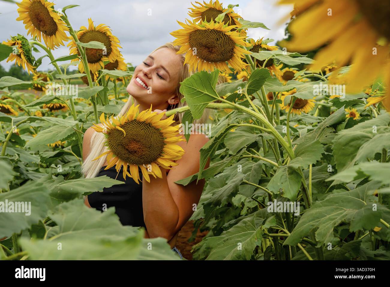 A stunning blonde model gracefully poses in a vibrant sunflower field ...