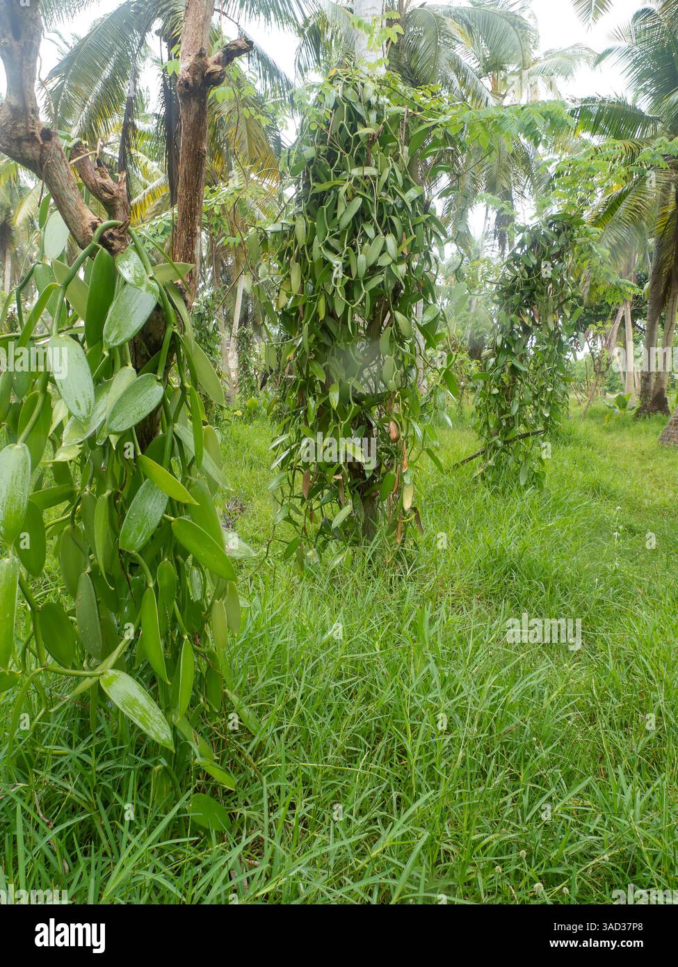 Plantation of Flat-leaved Vanilla (Vanilla planifolia) plants on a ...