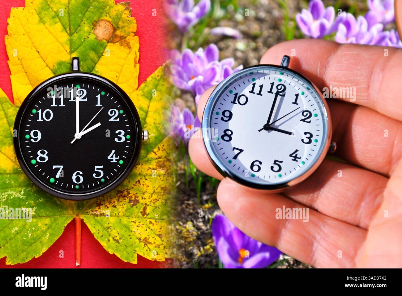 Black clock on an autumn leaf and white clock in front of crocuses in ...