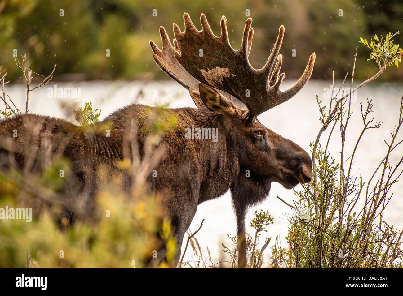 Majestic Moose in Natural Habitat by a Scenic Lake Stock Photo - Alamy