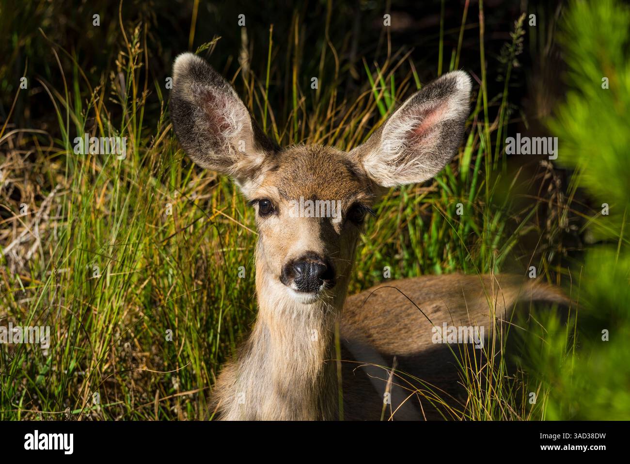 Fawn laying in the grass hi-res stock photography and images - Alamy