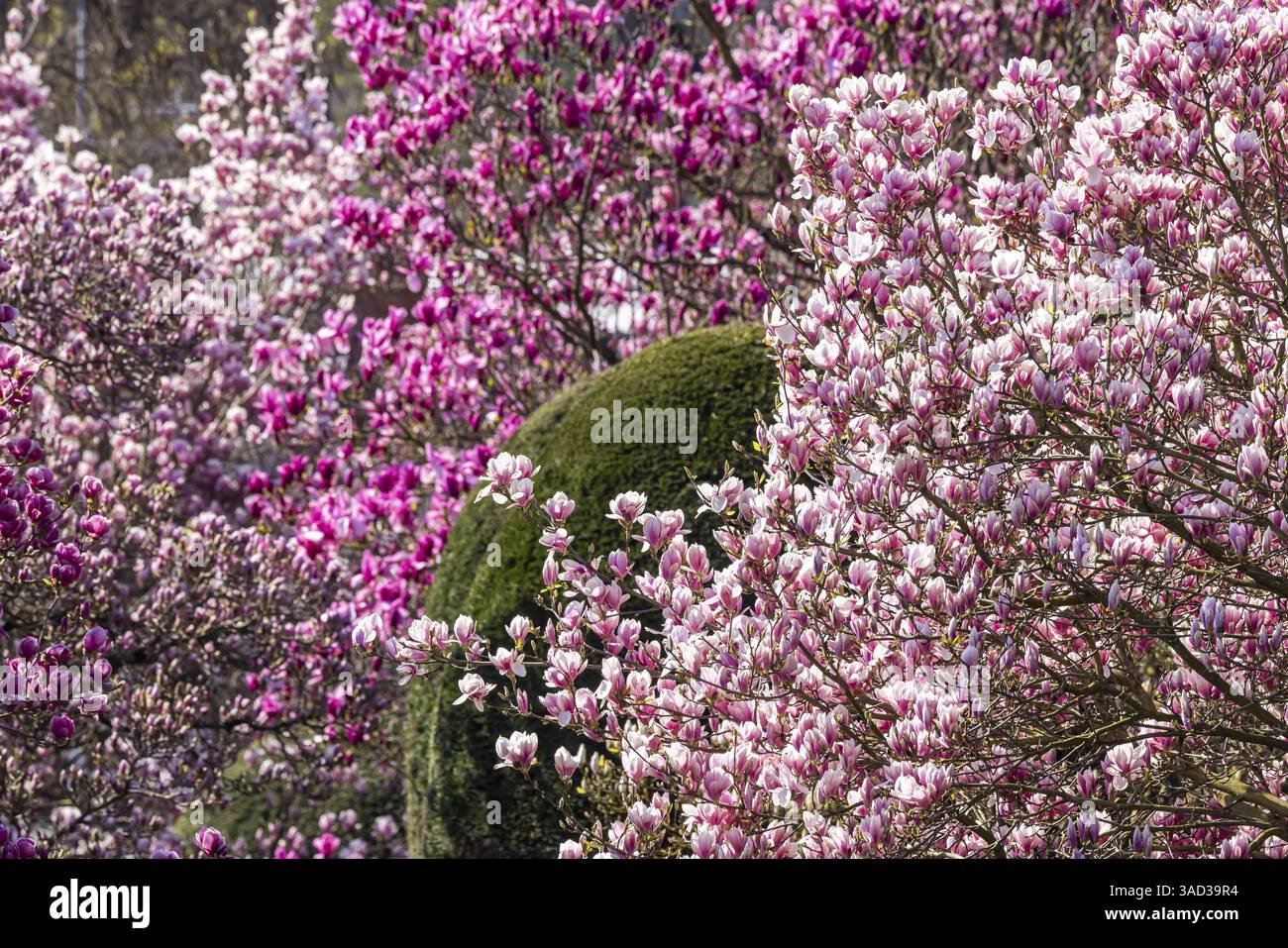 Tree blossom in spring. The magnolias (Magnolia) bloom with white ...