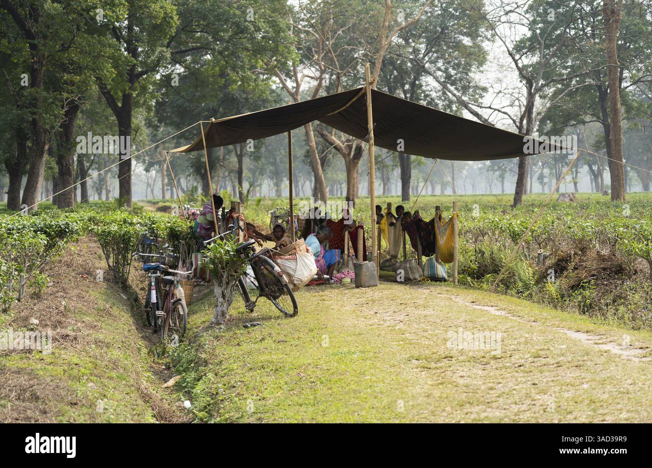 Children of tea plantation workers takes care by daycare worker ...