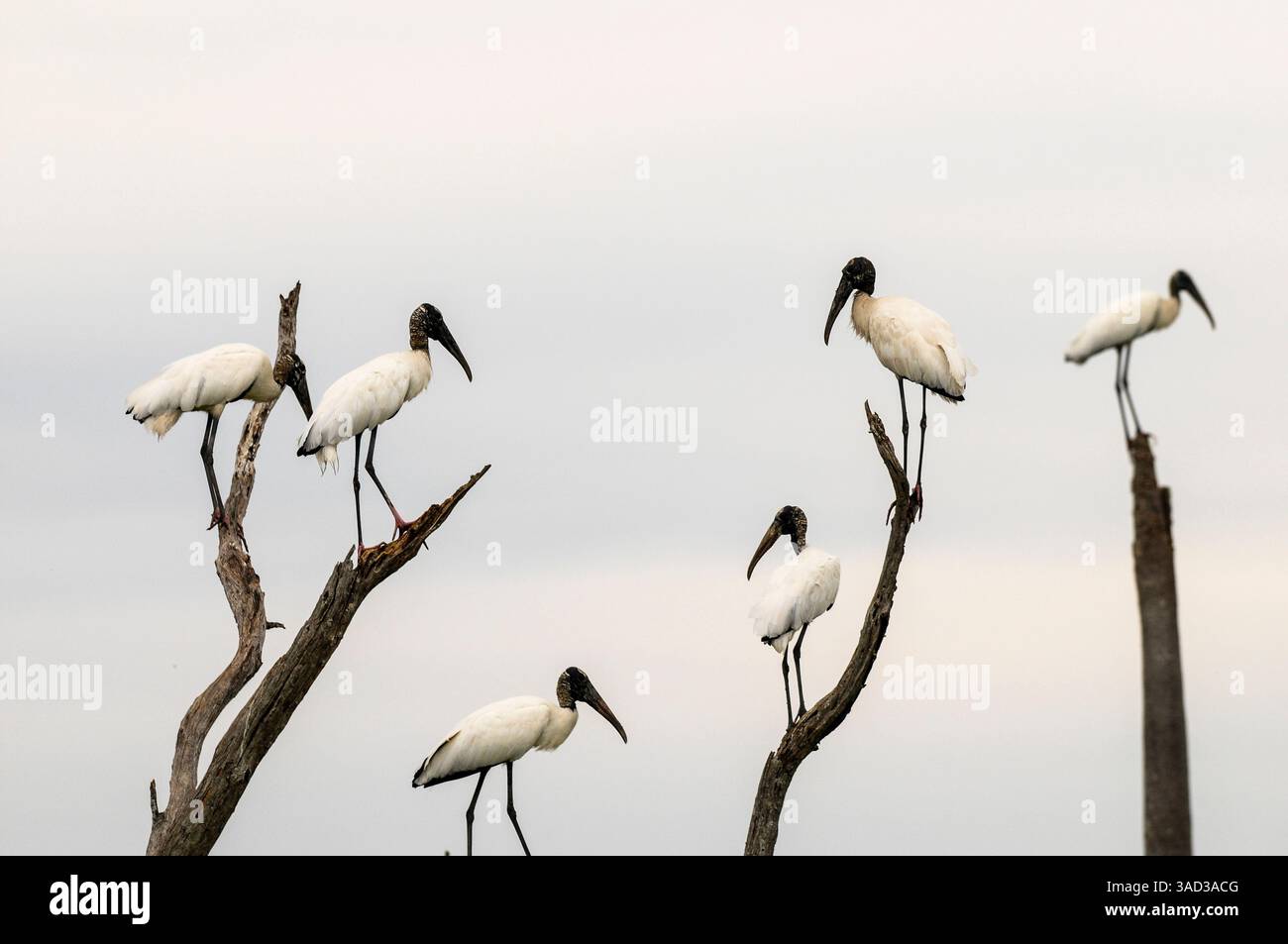 Jabiru Stork, in flight, La Estrella Marsh, Formosa Province, Argentina ...
