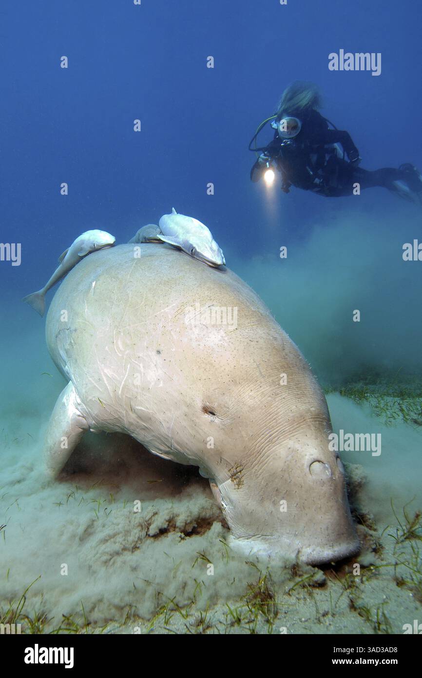 Diver eating plants hi-res stock photography and images - Alamy