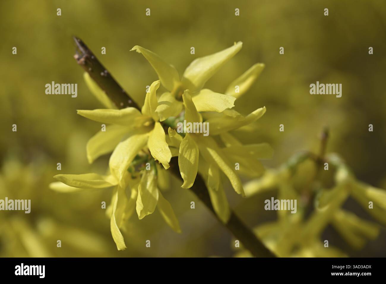 Forsythia, garden forsythia, golden lilac, golden bell (Forsythia x ...