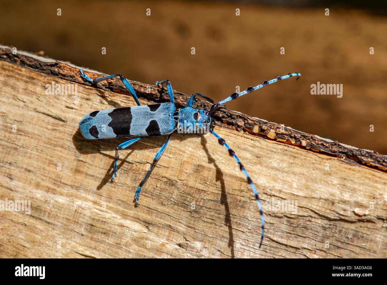 The alpine longhorned beetle (Rosalia alpina) is a beetle from the ...