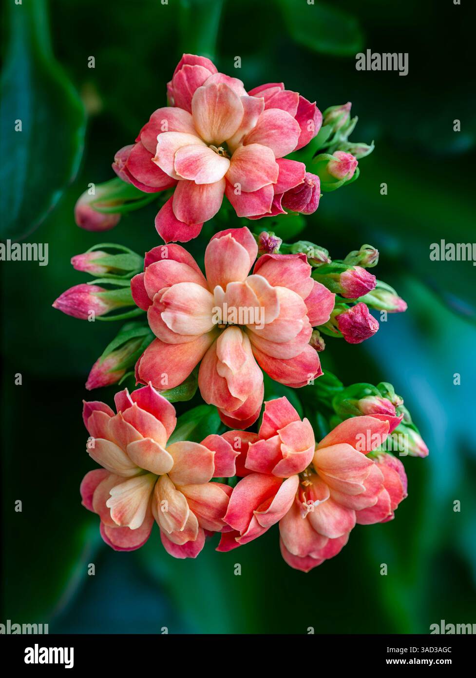 Kalanchoe is a genus of tropical, succulent, perennial plants of the ...