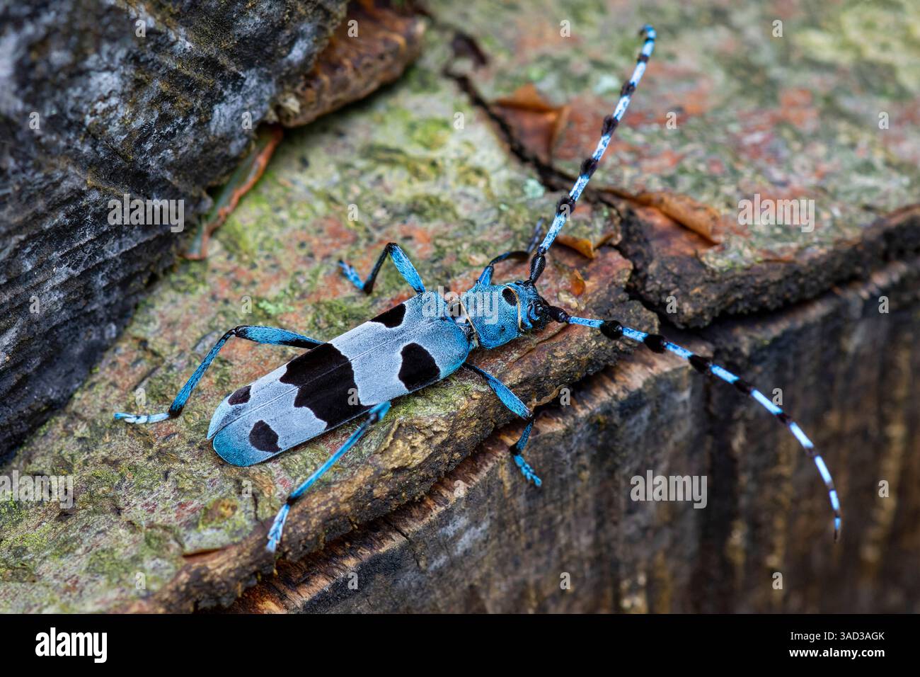 The alpine longhorned beetle (Rosalia alpina) is a beetle from the ...