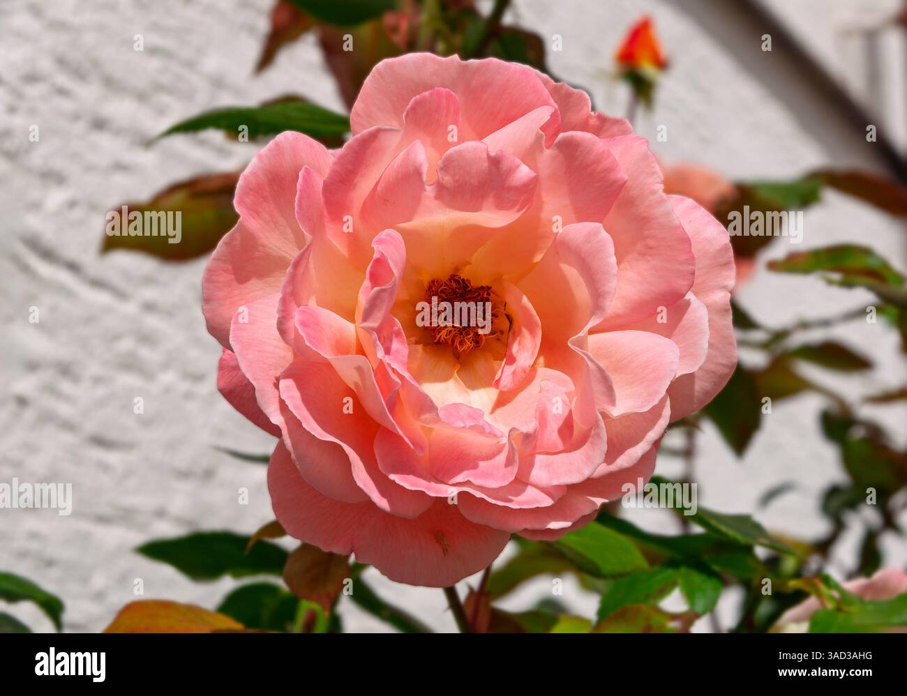 Salmon colored rose on the house wall hi-res stock photography and ...
