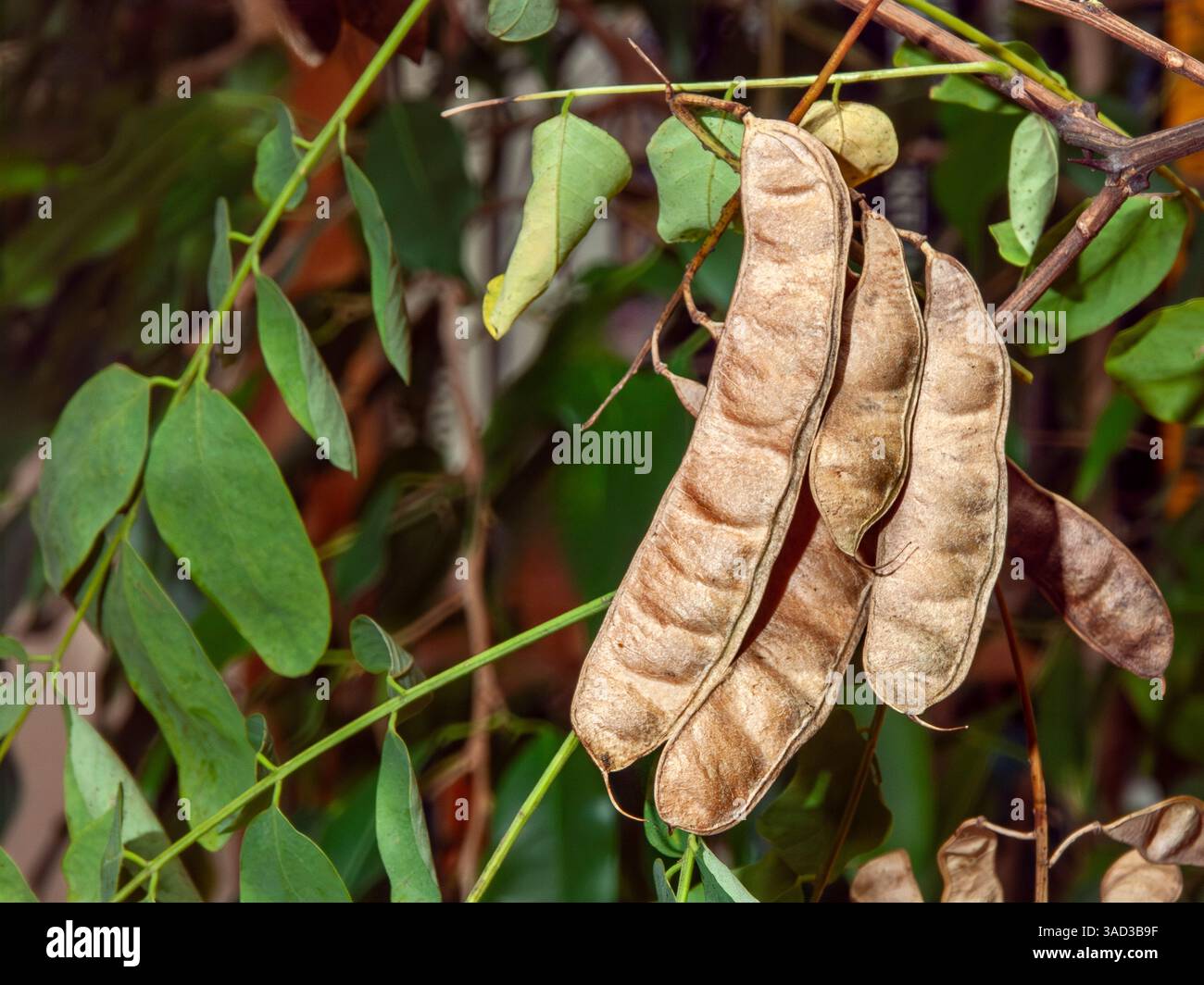 Fruit pods of the common robinia hi-res stock photography and images ...