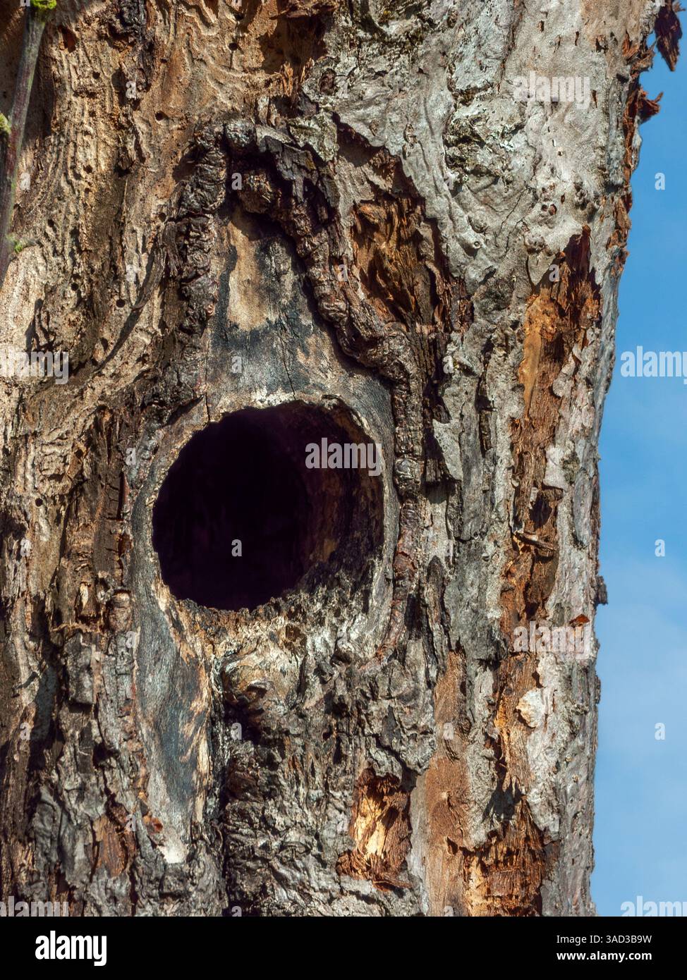 Breeding cavity, woodpecker hole, in an old apple tree Stock Photo - Alamy