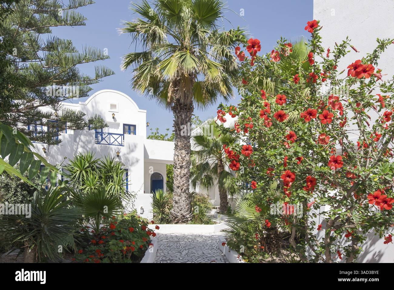 Mediterranean garden with palm trees and red hibiscus in front of a ...