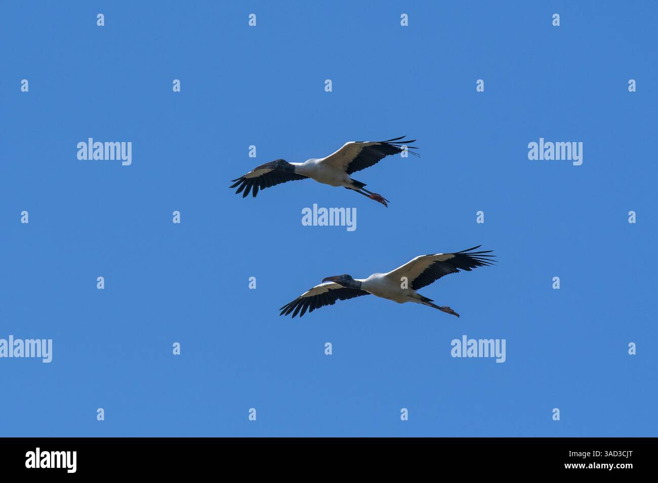 Jabiru Stork, in flight, La Estrella Marsh, Formosa Province, Argentina ...