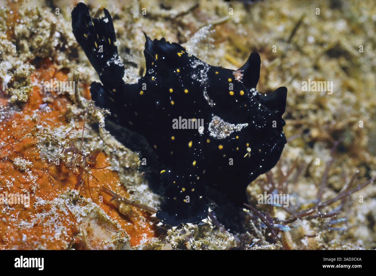 Underwater photo of Black specimen of Warty Frogfish (Antennarius ...