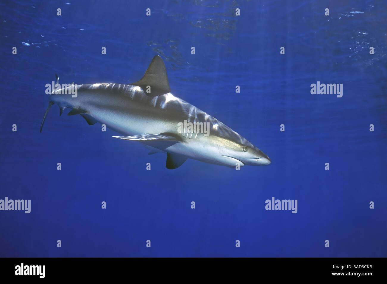 Caribbean Reef Shark (Carcharhinus perezi) Predatory fish swimming ...