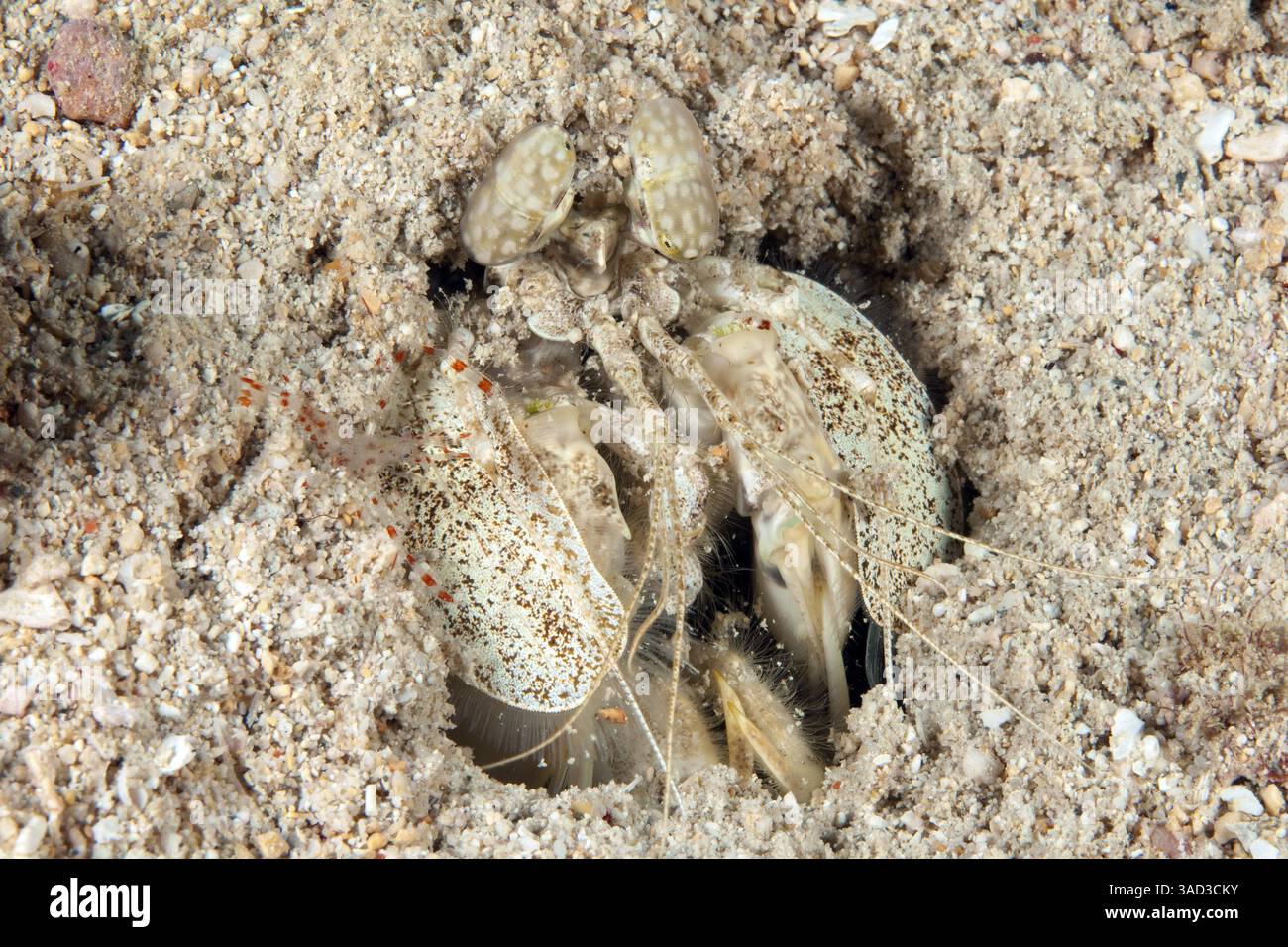 Striped mantis shrimps hi-res stock photography and images - Alamy