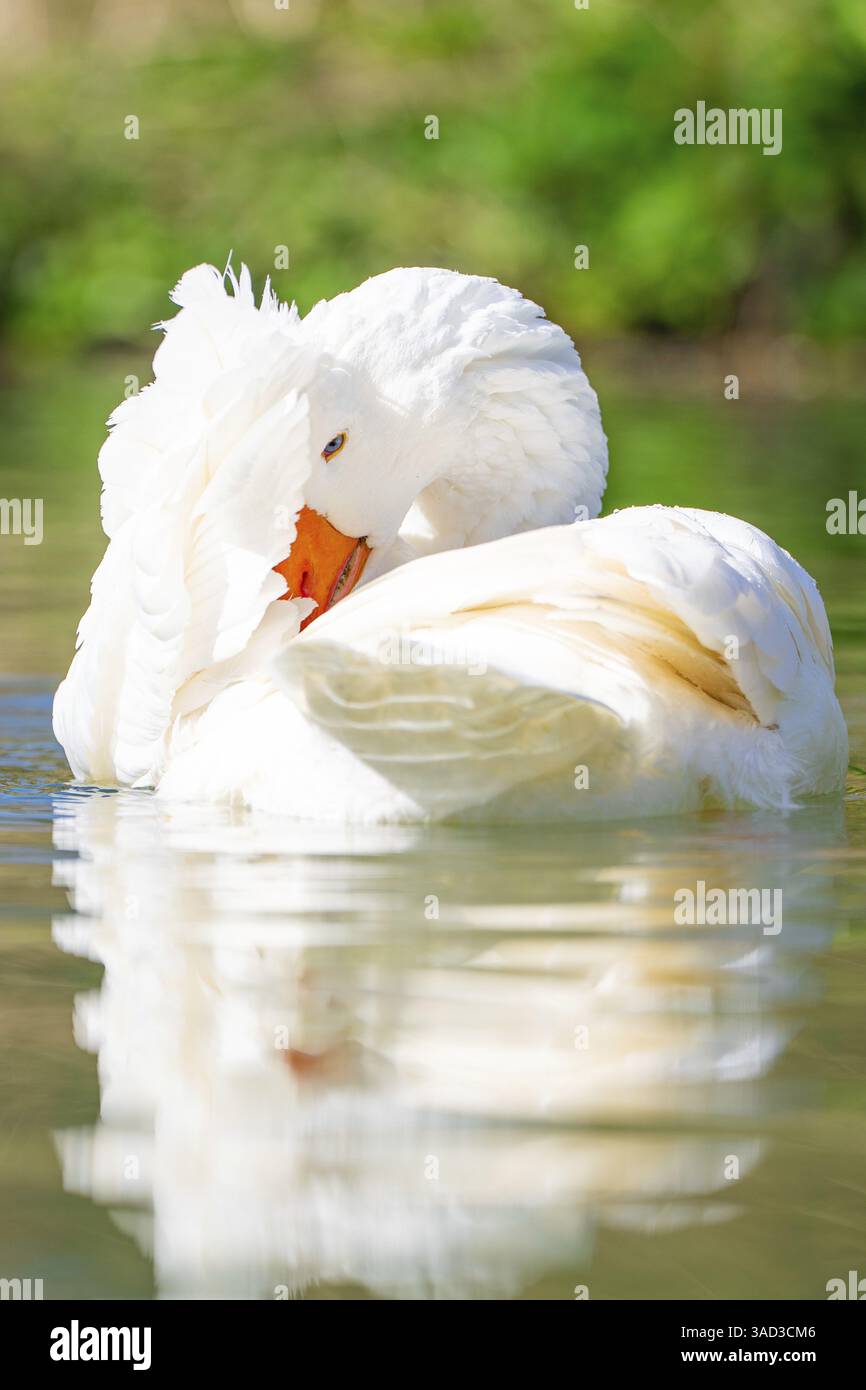 Swan gently cleansing itself in the water. Calm scene with natural ...