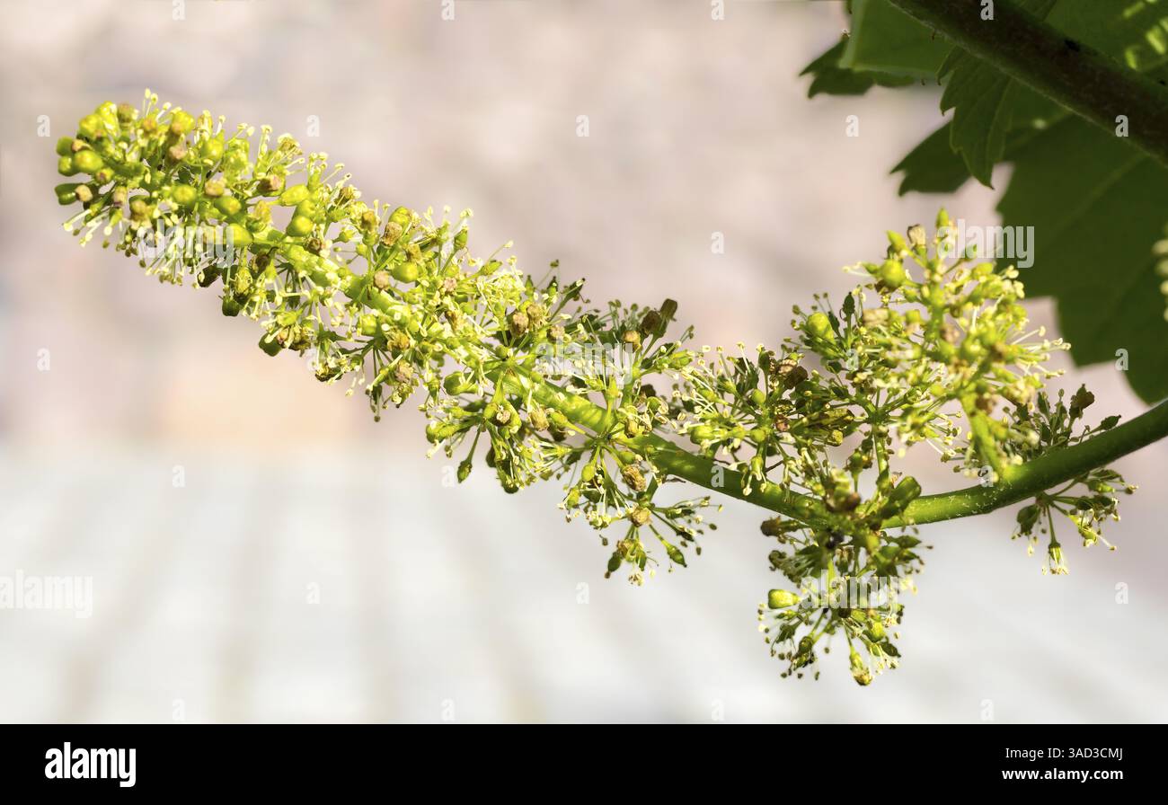 Empty grape panicles hi-res stock photography and images - Alamy