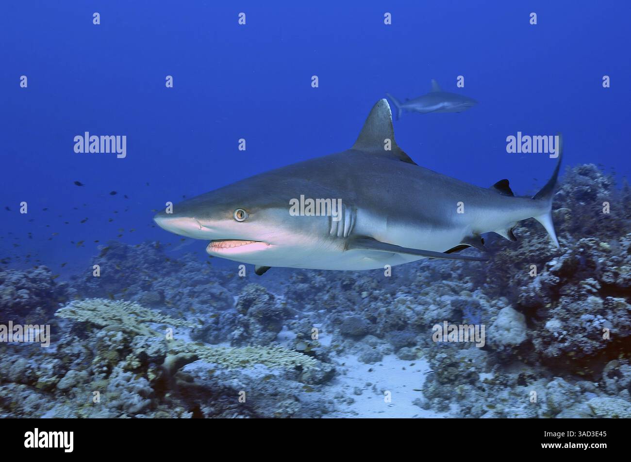 Grey reef shark (Carcharhinus amblyrhynchos) Predator fish swims over ...