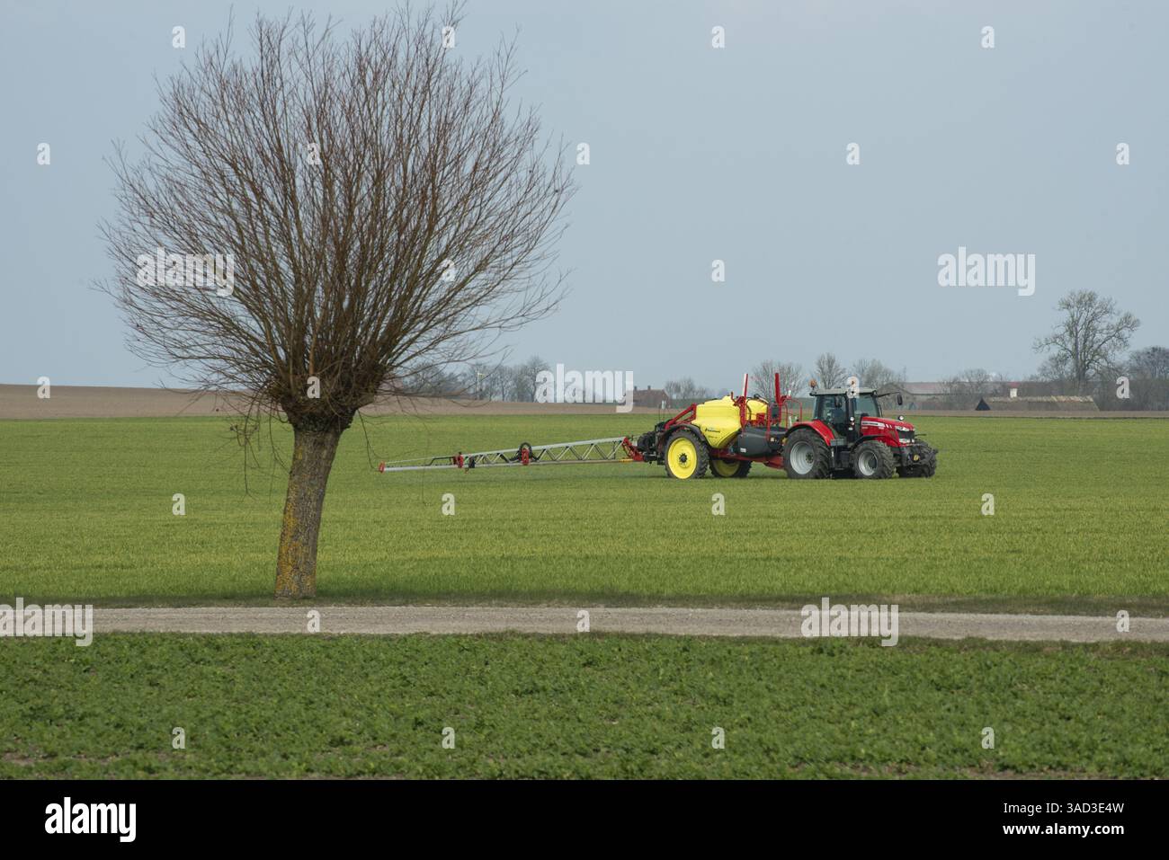 Spring farming, spreading fertilizer on a field with crops with a ...