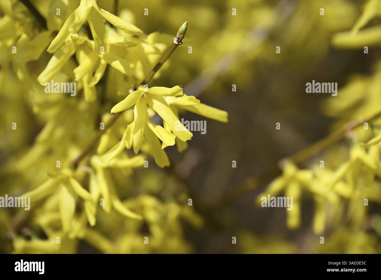 Forsythia, garden forsythia, golden lilac, golden bell (Forsythia x ...