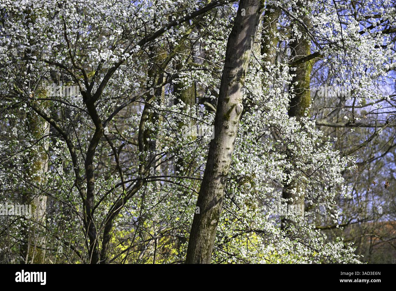 Flowering cherry plum, Turkish plum (Prunus cerasifera), English Garden ...
