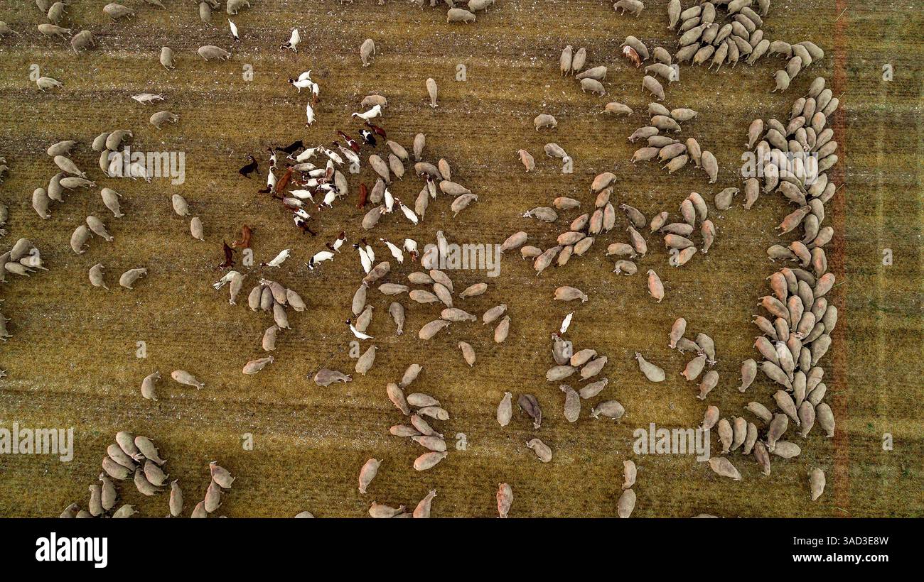 Flock of sheep from above in the anlautertal near bechthal hi-res stock ...