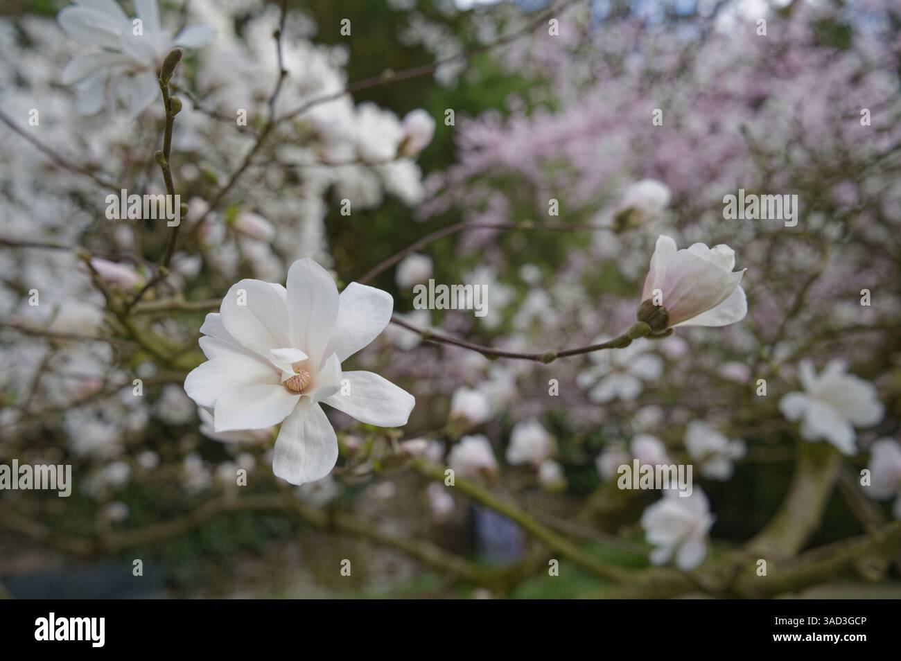 Star magnolia (Magnolia stellata) blooming in the fields, municipal ...