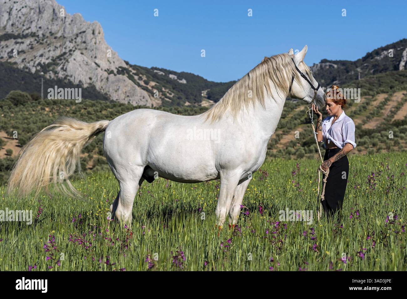 Gorgeous Spanish lady and majestic Andalusian horse embody beauty and ...