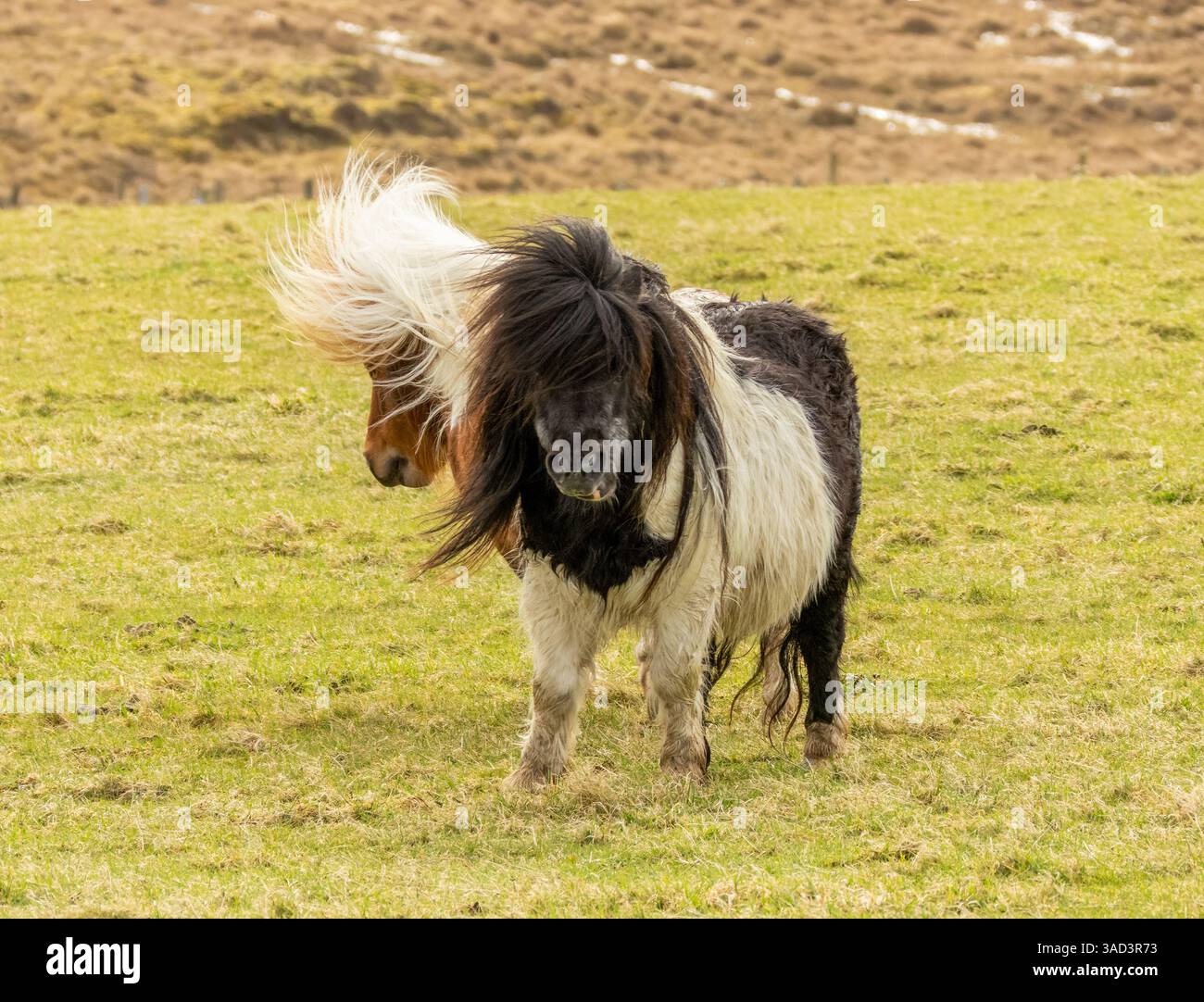Two Shetland ponies playing together in a green grass field Stock Photo ...