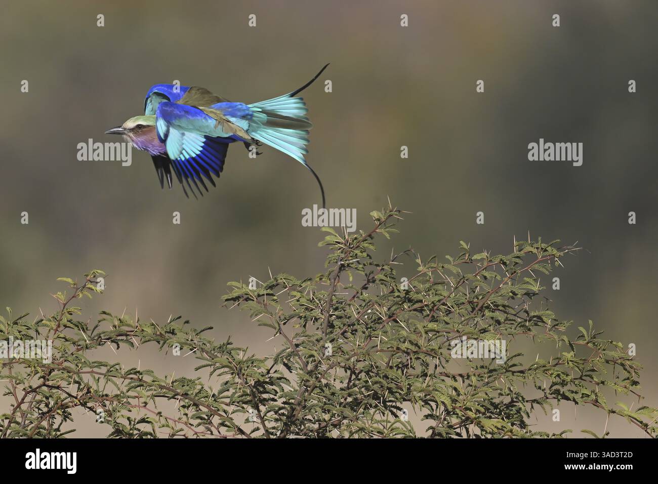 Forked Roller (Coracias caudata) flying, Okavango, Bwabwate National ...