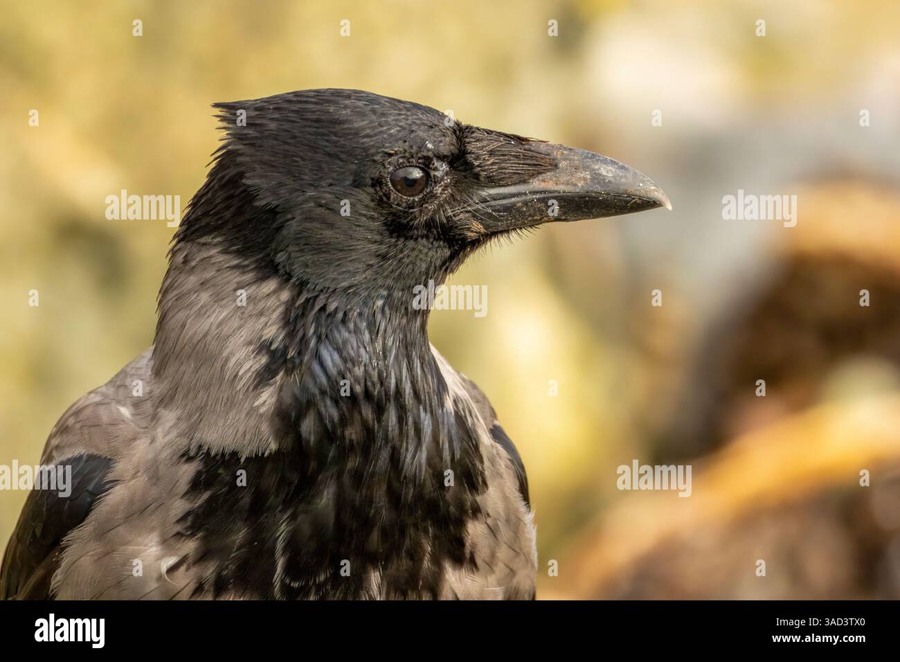 Close up head portrait of a hooded crow bird Stock Photo - Alamy