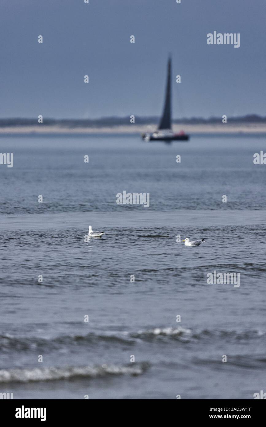 Gulls birds waterfowl water hi-res stock photography and images - Alamy