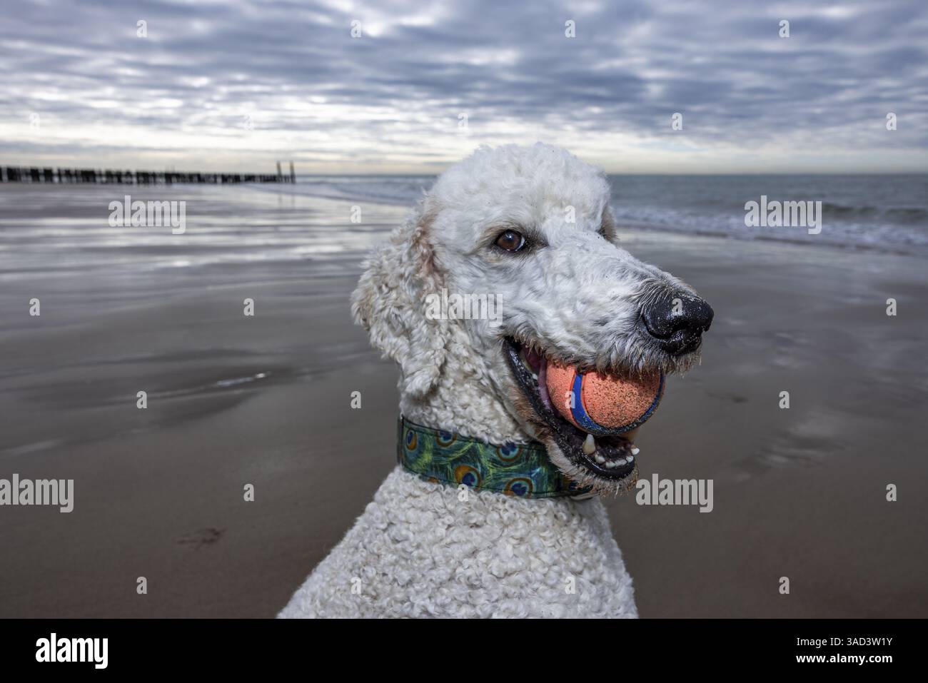 White dog, King Poodle, with ball in mouth on the beach at dusk, happy ...