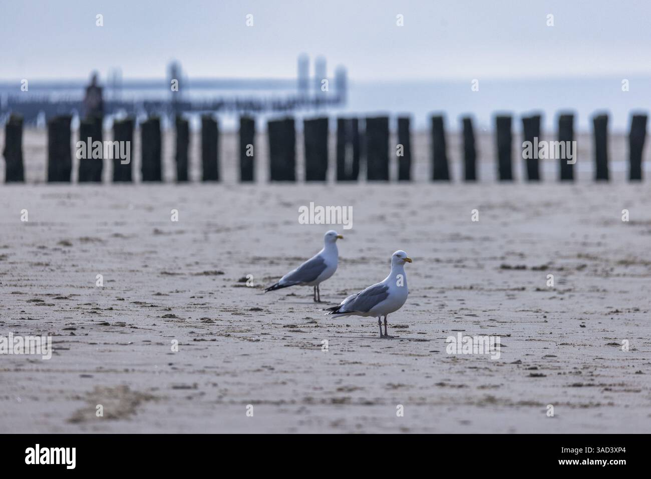 Gulls, herring gulls (Larus argentatus) walking on the beach in front ...