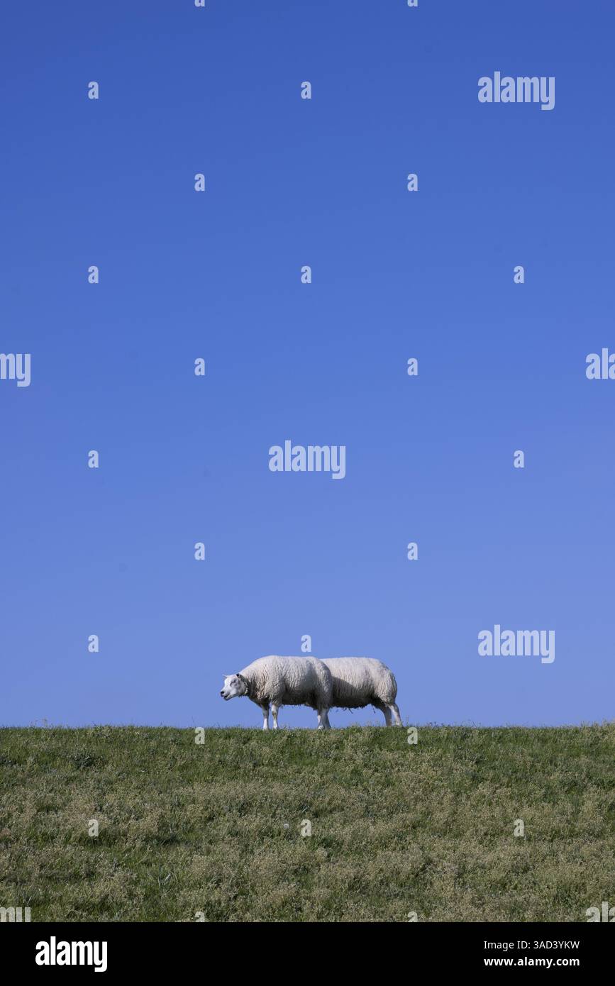 Funny, optical illusion six-legged sheep in the sunshine on the dike ...