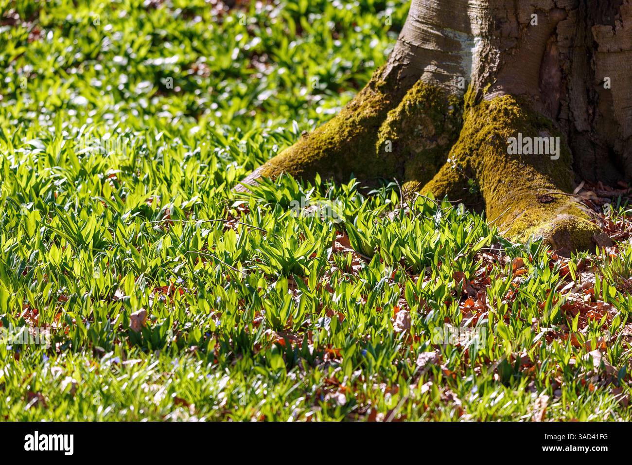 Wild garlic, Allium ursinum, in a forest clearing with a mossy tree ...