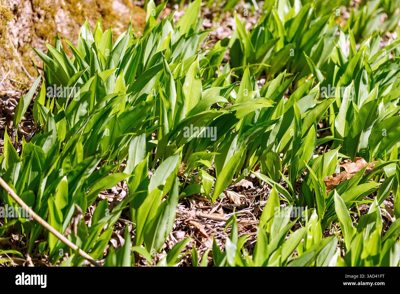 Wild garlic, Allium ursinum, in a forest clearing with a mossy tree in ...